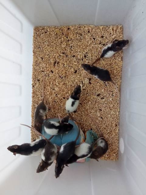 baby rats for sale | Other Pets | Gumtree Australia Bayswater Area ...