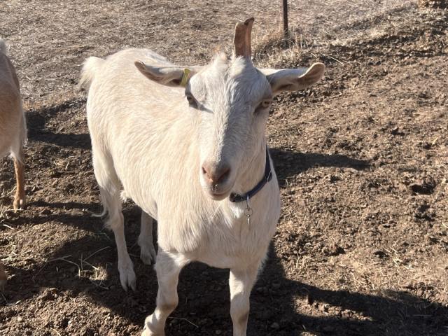 Goats forever home wanted | Livestock | Gumtree Australia Macedon ...