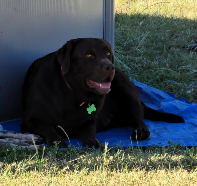 Chocolate labrador Male rehome | Dogs & Puppies | Gumtree Australia ...