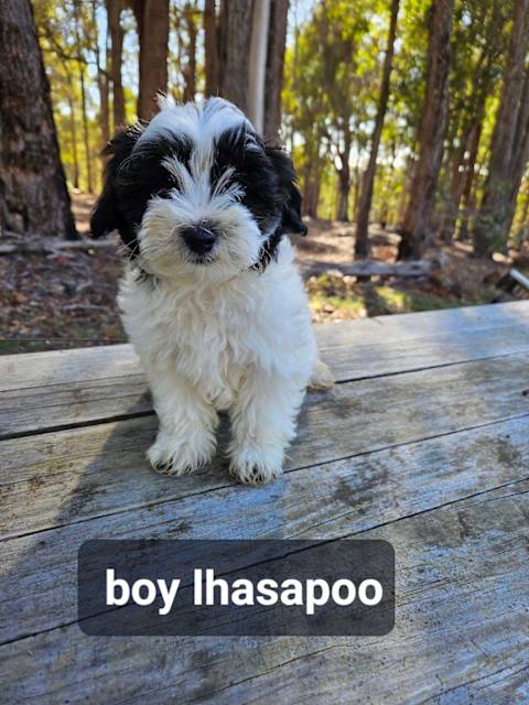 Stunning Mini lhasa Apso x Toy Poodle | Dogs & Puppies | Gumtree ...