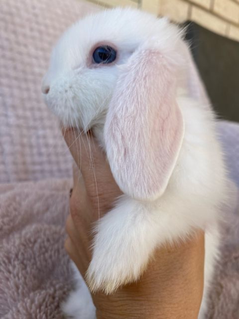 5 pure white blue eyed male baby mini-lop rabbits | Rabbits | Gumtree ...