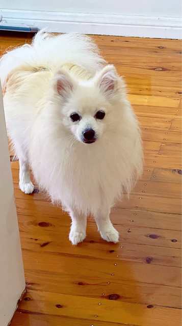Pomeranian Spitz Male 1 years old | Dogs & Puppies | Gumtree Australia ...