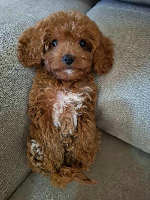 teacup cavoodle puppies are ready for their loving families ♥️ 🧿 ♥️ ...