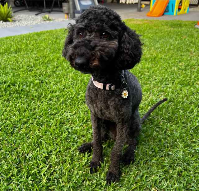 1.5 year old miniature poodle female | Dogs & Puppies | Gumtree ...