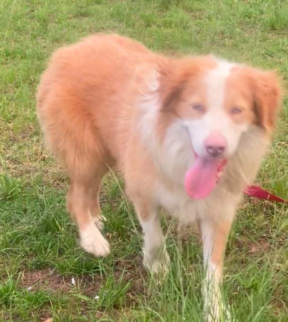Registered Border Collie | Dogs & Puppies | Gumtree Australia Maitland ...