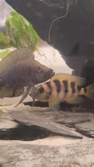 SF Super Reds, Polleni, Multis, Neo Sexfaciatus Gold, Black Calvus ...