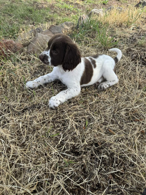 Female Purebred Springer Spaniel | Dogs & Puppies | Gumtree Australia ...