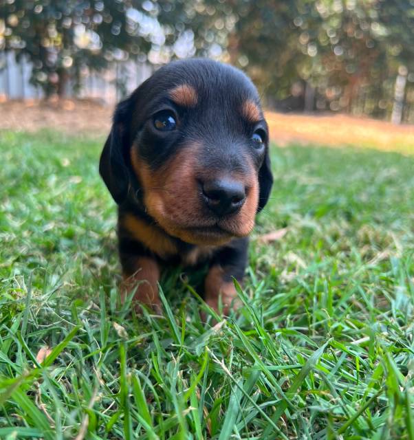 Pure Mini Dachshund Pups PRA Clear | Dogs & Puppies | Gumtree Australia ...