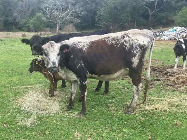 Livestock cows sheep rooster from $25 | Livestock | Gumtree Australia ...