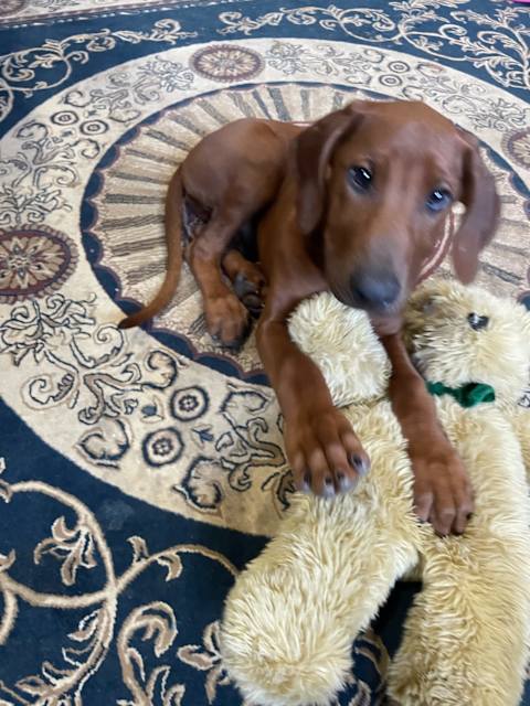 Rhodesian Ridgeback Adolescent Male Puppies (5 months old) | Dogs ...