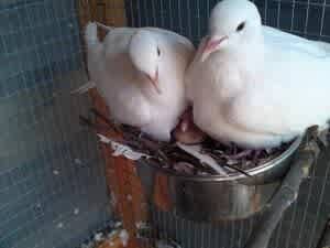 WHITE DOVES AND VIENNA PIGEONS | Birds | Gumtree Australia Swan Area ...