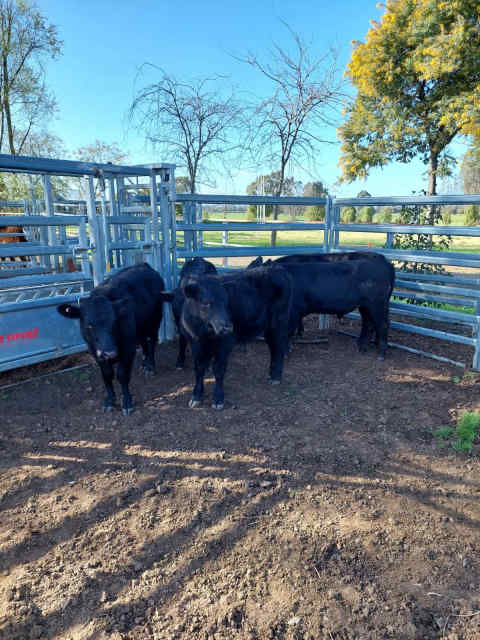 Dexter Steers | Livestock | Gumtree Australia Strathbogie Area ...