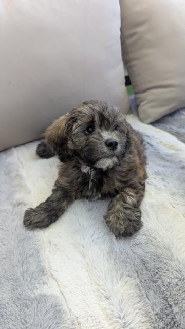 Lhasa Apso x Toy Poodle puppies | Dogs & Puppies | Gumtree Australia ...