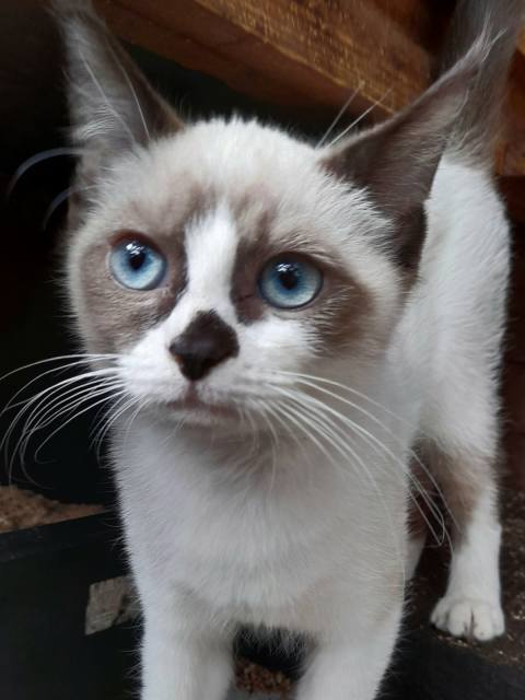 Devon Rex cross Ragdoll 2 very nice intelligent kittens | Cats ...