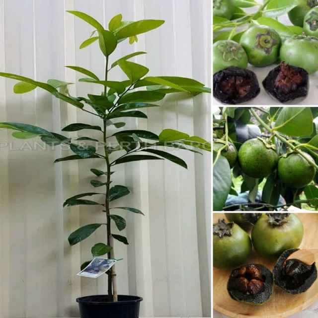 LARGE Black Sapote Chocolate Pudding Trees Diospyros nigra Fruit Trees ...