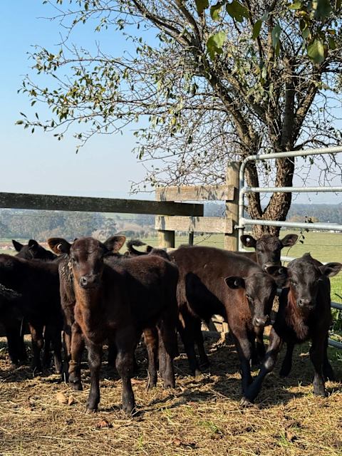 Pure Bred Angus heifer calves (weaned) 4-5 months | Livestock | Gumtree ...
