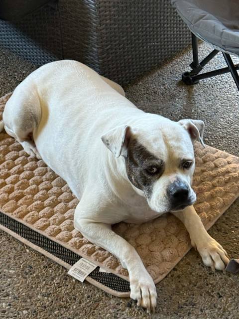 American Bulldog | Dogs & Puppies | Gumtree Australia Caboolture Area ...