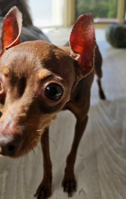 Pure Prague Ratter – Brown & Tan Girl | Dogs & Puppies | Gumtree ...