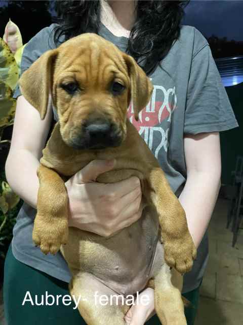 Bull mastiff x gorgeous pups | Dogs & Puppies | Gumtree Australia Gold ...