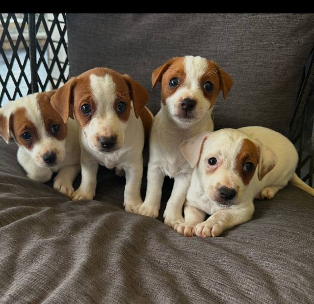 Jack Russell Pups | Dogs & Puppies | Gumtree Australia Penrith Area ...