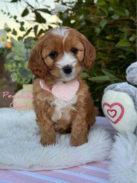 ️Sweetheart Mini Ruby Cavoodle Puppies ️ | Dogs & Puppies | Gumtree ...