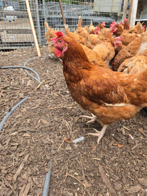 chooks for sale laying hens | Livestock | Gumtree Australia Brisbane South East - Belmont ...