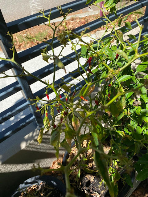 2 Thai Hot Chilli Plants - Plants in North Perth WA | Gumtree Australia