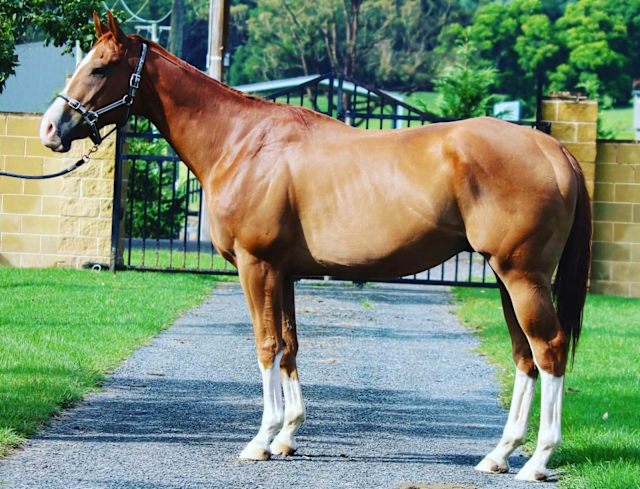 TB- Green broken | Horses & Ponies | Gumtree Australia Wollondilly Area ...