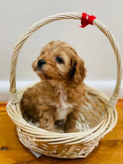 Adorable First-Generation (F1 )Toy Cavoodle Puppies!6 Boys 1 Female ...