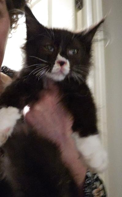 Maine coone kittens. 14 weeks old . | Cats & Kittens | Gumtree ...