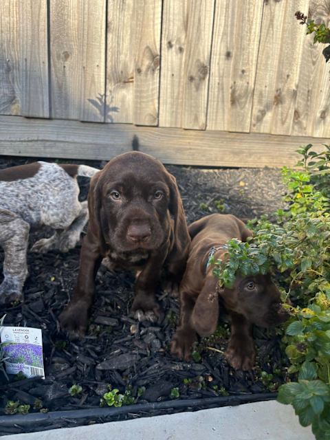 gsp x gwp puppies | Dogs & Puppies | Gumtree Australia Cardinia Area ...