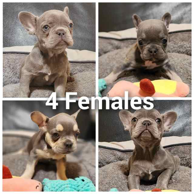 4 Female Frenchies or French Bulldog Puppies | Dogs & Puppies | Gumtree ...
