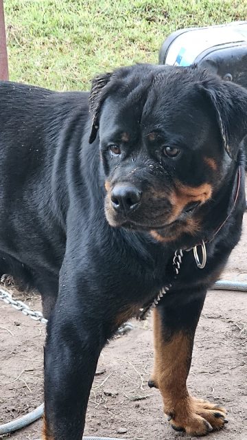 Pedigree Rottweiler Bobtail | Dogs & Puppies | Gumtree Australia ...
