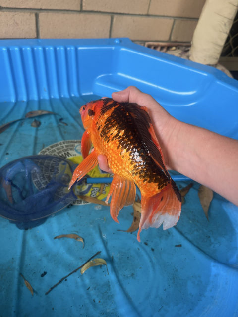 Orange goldfish $25 | Fish | Gumtree Australia Joondalup Area ...