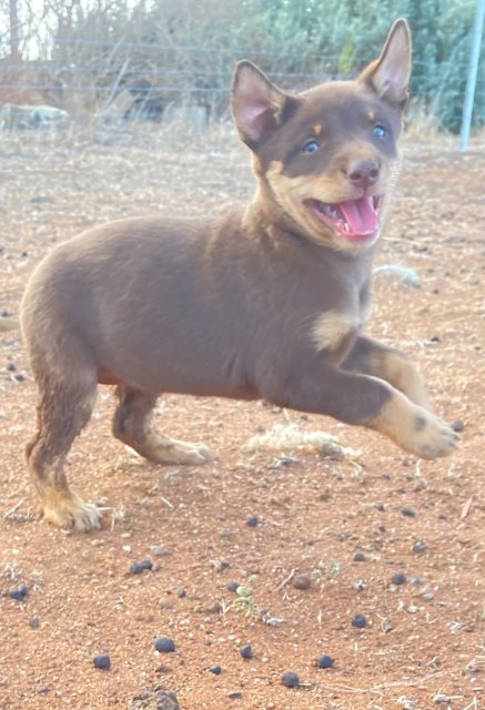 Kelpie Puppies Purebred | Dogs & Puppies | Gumtree Australia Adelaide ...