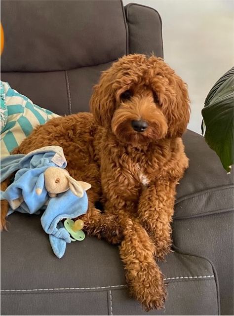 Dark Red gorgeous Cavoodle puppies | Dogs & Puppies | Gumtree Australia ...