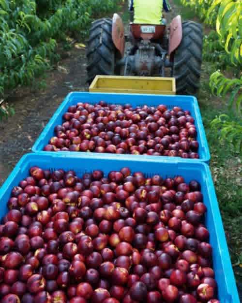 Nectarine Farm Work in Perth | Agronomy & Farm Services | Gumtree ...