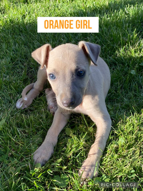 Pure bred whippet Puppies | Dogs & Puppies | Gumtree Australia Hepburn ...