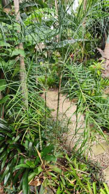 Chamaedorea Plumosa - Miniature Queen Palm - Plants in Buderim QLD ...
