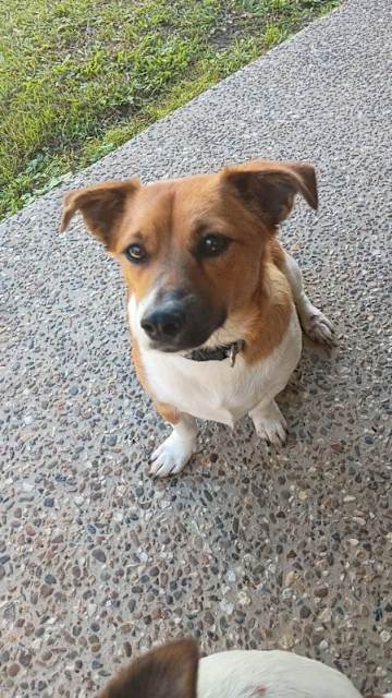 Foxie cross | Dogs & Puppies | Gumtree Australia Ipswich City - Dinmore ...