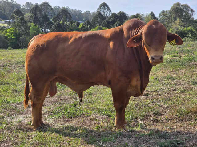 Stud Droughtmaster Bulls | Livestock | Gumtree Australia Gympie Area ...