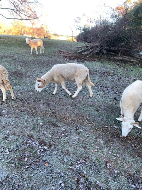 Wiltshire Horn Sheep, Pure | Livestock | Gumtree Australia Kentish Area ...