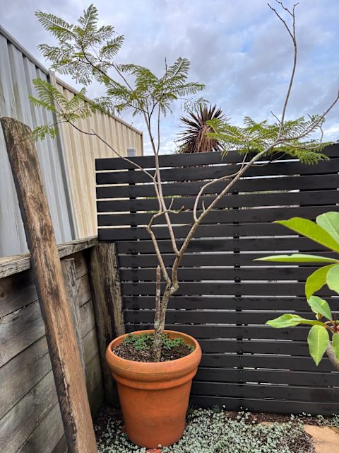 Jacaranda tree in pot - Plants in Cardiff South NSW | Gumtree Australia