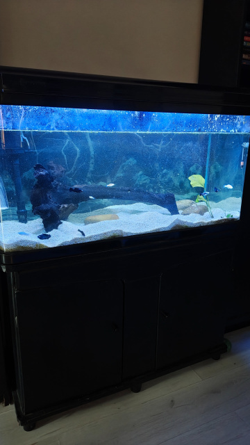 200 litre fish tank setup | Pet Products | Gumtree Australia Blacktown ...