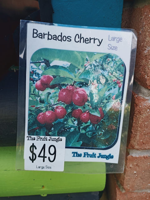 Florida sweet Cherry Fruit tree - Large size - Plants in Tewantin QLD ...