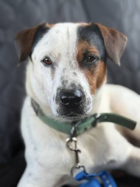 Meet Alby!! | Dogs & Puppies | Gumtree Australia Cairns City ...