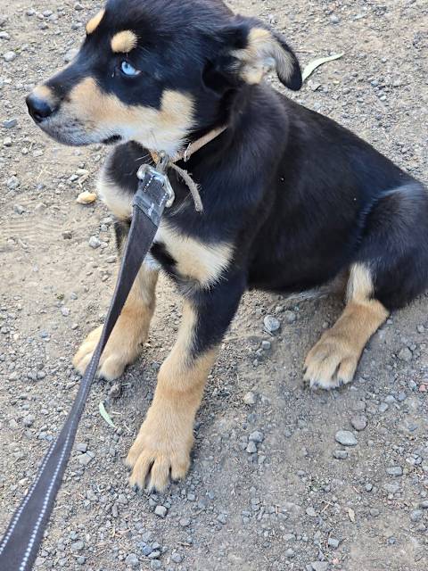 Rottweiler x Husky puppies ANZAC DAY SPECIAL | Dogs & Puppies | Gumtree ...