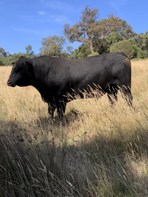 Stud Angus Bull Available - R165 | Livestock | Gumtree Australia Mount ...