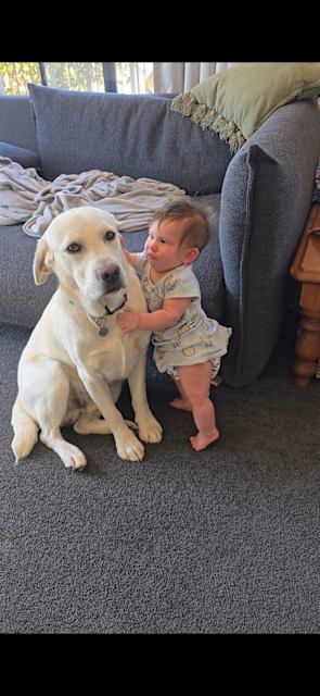 1 yr old Pure bread Golden Labrador | Dogs & Puppies | Gumtree ...
