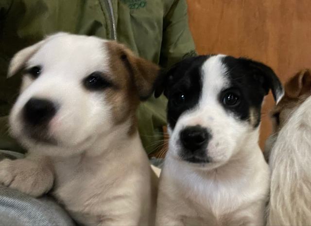 Purebred Jack Russell Puppies | Dogs & Puppies | Gumtree Australia ...
